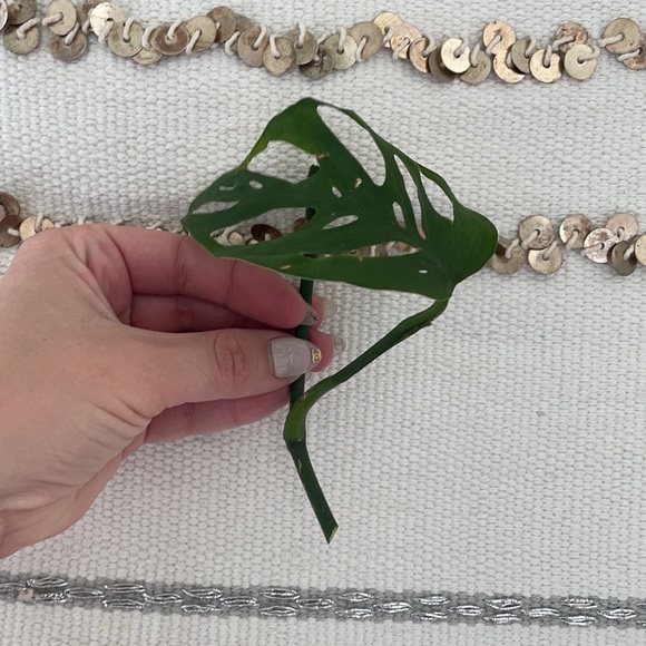 Other | Monstera Leaf Nodes For Propagation | Poshmark